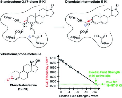 Enolization Reaction Of 5 Androsten 317 Dione Occurring At The Active
