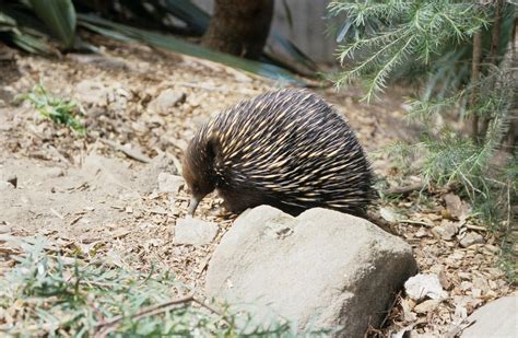 30 무료 Echidna And 바늘 두더지 이미지 Pixabay