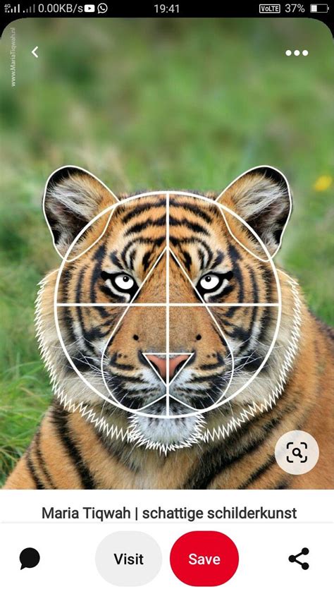How To Draw A Realistic Tiger Head Step By Step Part 4 Artofit