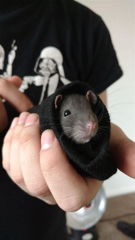 Harley Long Haired Dwarf Rat Artofit