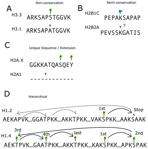 Histone Variant Specific Post Translational Modifications Pmc