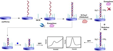 Scheme 1 Schematic Illustration Of Electrochemical Method For