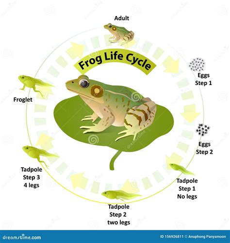 Toad Life Cycle