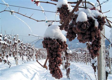 Changyu Winemaking Company: A Pioneering Journey in the Chinese Wine ...