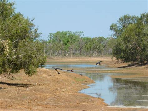 Borrow Pit Birding Near Broome 10000 Birds