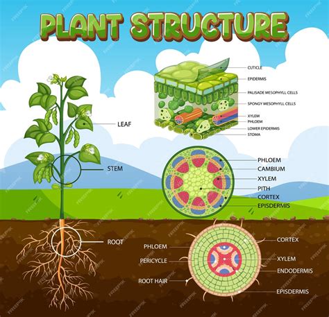 Premium Vector Internal Structure Of Plant Diagram