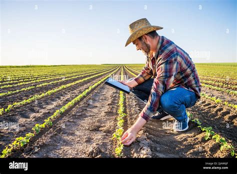 Farmer Is Cultivating Soybean On His Land He Is Examining Progress Of