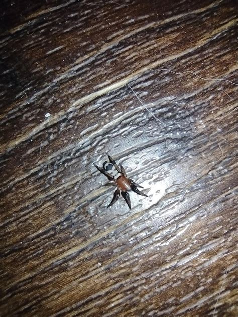 Spider Oklahoma Us Rwhatsthisbug