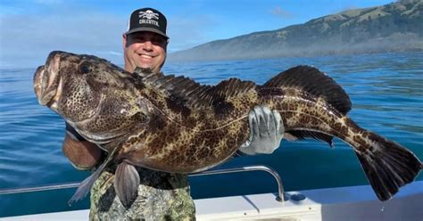 Monster 30 Pound Ling Cod Caught Off The Humboldt Coast Active Norcal