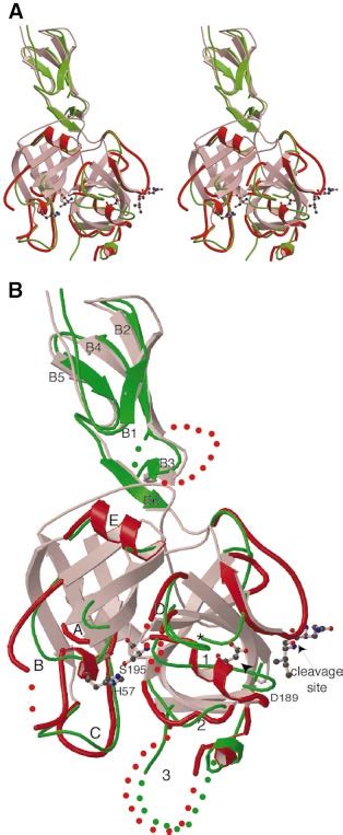 Three Dimensional Structure Of The CCP SP Region Of C R And Comparison Download Scientific
