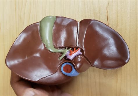 Liver Model Labeled Diagram Quizlet
