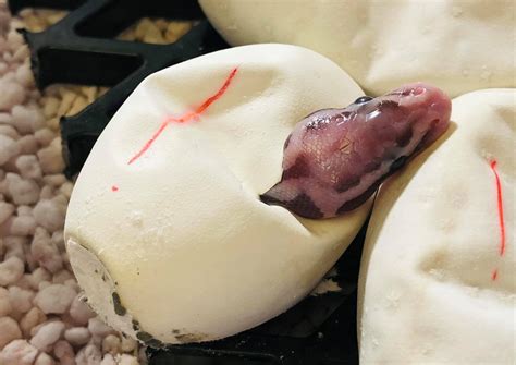 The Complete Ball Python Breeding Guide Timeline Incubation The Reptile Bay