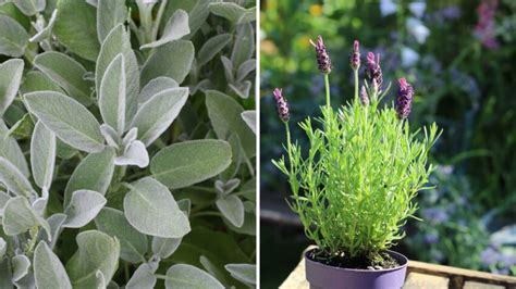 These 5 Plants Will Keep Pests Out Of Your Garden Garden Beds