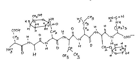 Solved Drawing The Structure Of A Glycopeptide Integrates With