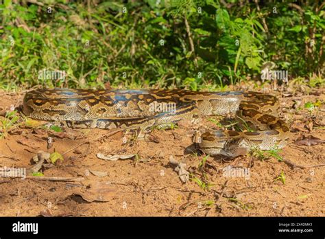 A Beautiful Southern African Python Python Natalensis In The Wild