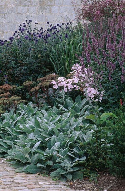 71 Lambs Ear Ideas Garden Inspiration Garden Design 40 Off