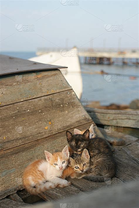 无家可归的猫和小猫在一条旧船上