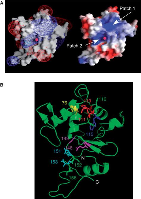Structure Of The Putative Anchor Site Of Yeast Tert A The