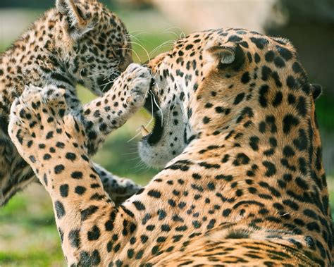 Wallpaper Leopard Affection 1920x1080 Full Hd 2k Picture Image