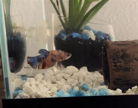 Can You Help Me Identify If My Betta Fish Is Male Or Female