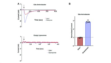 Substrate Transport By Aminobacter Gdx A Representative Ssm