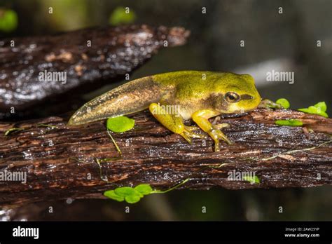 European Treefrog Common Treefrog Central European Treefrog Hyla
