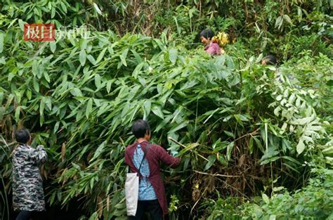 湖北鹤峰30万亩野生箬叶进入采摘期，村民上山“淘金”进行五里乡资源