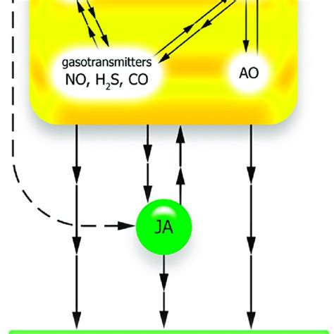 Involvement Of Key Cellular Signaling Mediators In Jasmonate Induced