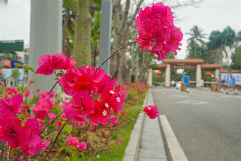 湛江市城市管理和综合执法局网站 支援簕杜鹃2250盆！湛江市城综局精心育花助力“绿美湛江”建设