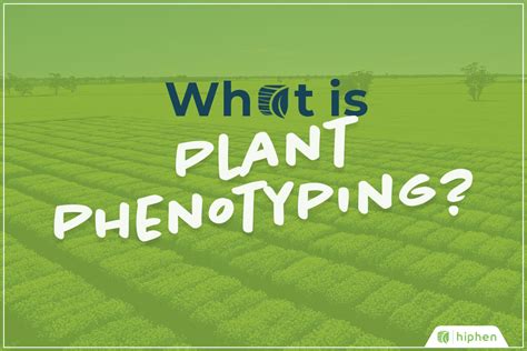 Plant Phenotype