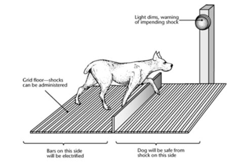 lecture 5 psyc2050 operant conditioning theory and application flashcards