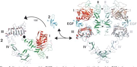 Figure 20 From Reconstitution Of A Juxtacrine Signaling Pathway By Dna
