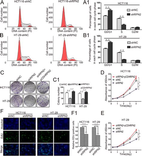 Rpn2 Knockdown Inhibits Colorectal Cancer Cell Proliferation And Cycle