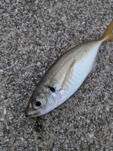 アジ 大阪府 大阪南港海釣り公園 ショアジギング アジ 陸っぱり 釣り・魚釣り 釣果情報サイト カンパリ