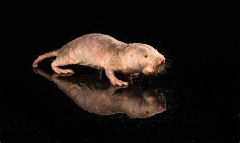 New Breakthrough Paves The Way For Extending Human Lifespan