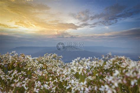 泰国美丽的山地风景上有白花田和泰国的落日Loei或藤田高清图片下载 正版图片306602120 摄图网