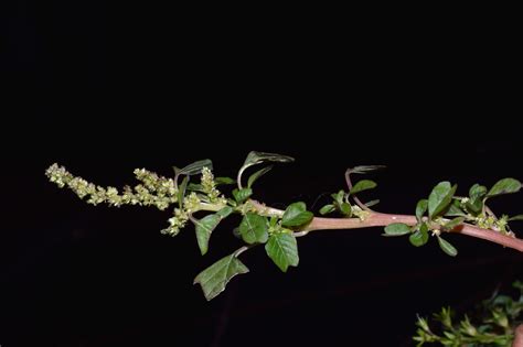 Amaranthus Blitum Eflora Of India