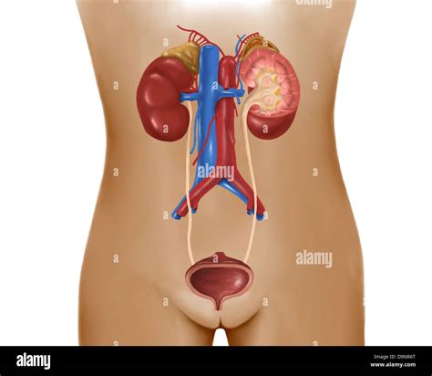montículo Posicionar Están deprimidos anatomia del aparato urinario