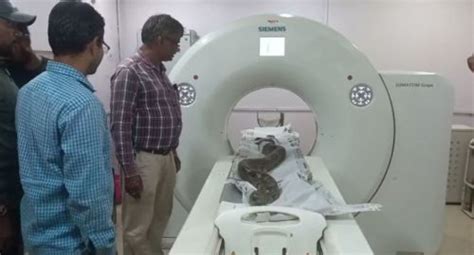 Watch Rare Ct Scan Of Critically Injured Python Done In Odisha