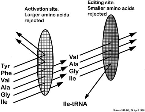 Decoding And Editing Designs Double Sieve Enzymes