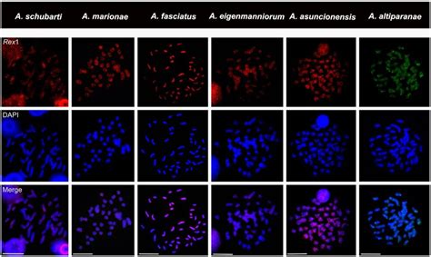 Chromosomal Distribution Of Rex1 In Astyanax Species With Different