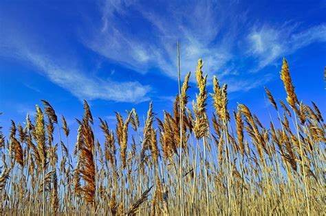 Beach Grass Scenic Free Photo On Pixabay Pixabay