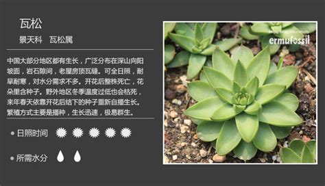 景天科其他属多肉植物图鉴 多肉联萌