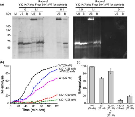 Presence Of Wild‐type Wt Vcc Restores Oligomerization And