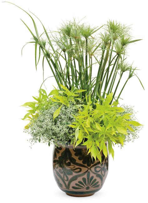 Graceful Grasses® King Tut® Egyptian Papyrus Plant Addicts