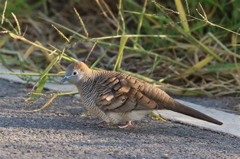 チョウショウバトカノコバトタイ BATAの身近な自然