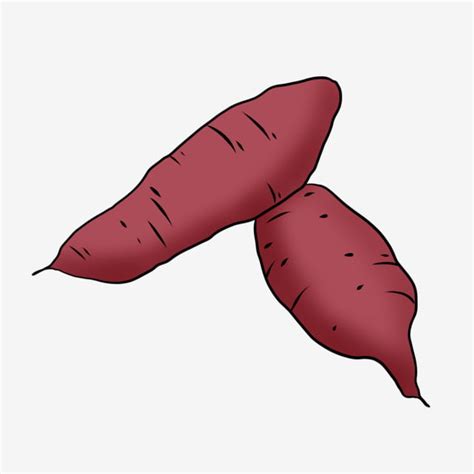 손으로 그린 고구마 일러스트 고구마 그림 삽화 고구마 식물 Png 일러스트 및 Psd 이미지 무료 다운로드 Pngtree