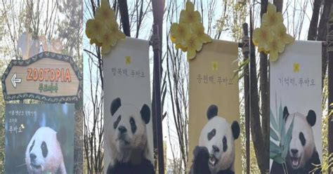 푸바오에게 유채꽃이란 봄 이별 앞두고 현수막 문구 확산