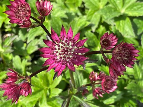Astrantia Major Ruby Wedding Bunchberry Nurseries