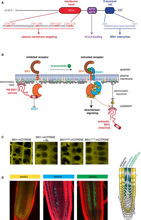 Mutual Regulation Between BRI1 And BKI1 During Brassinosteroid